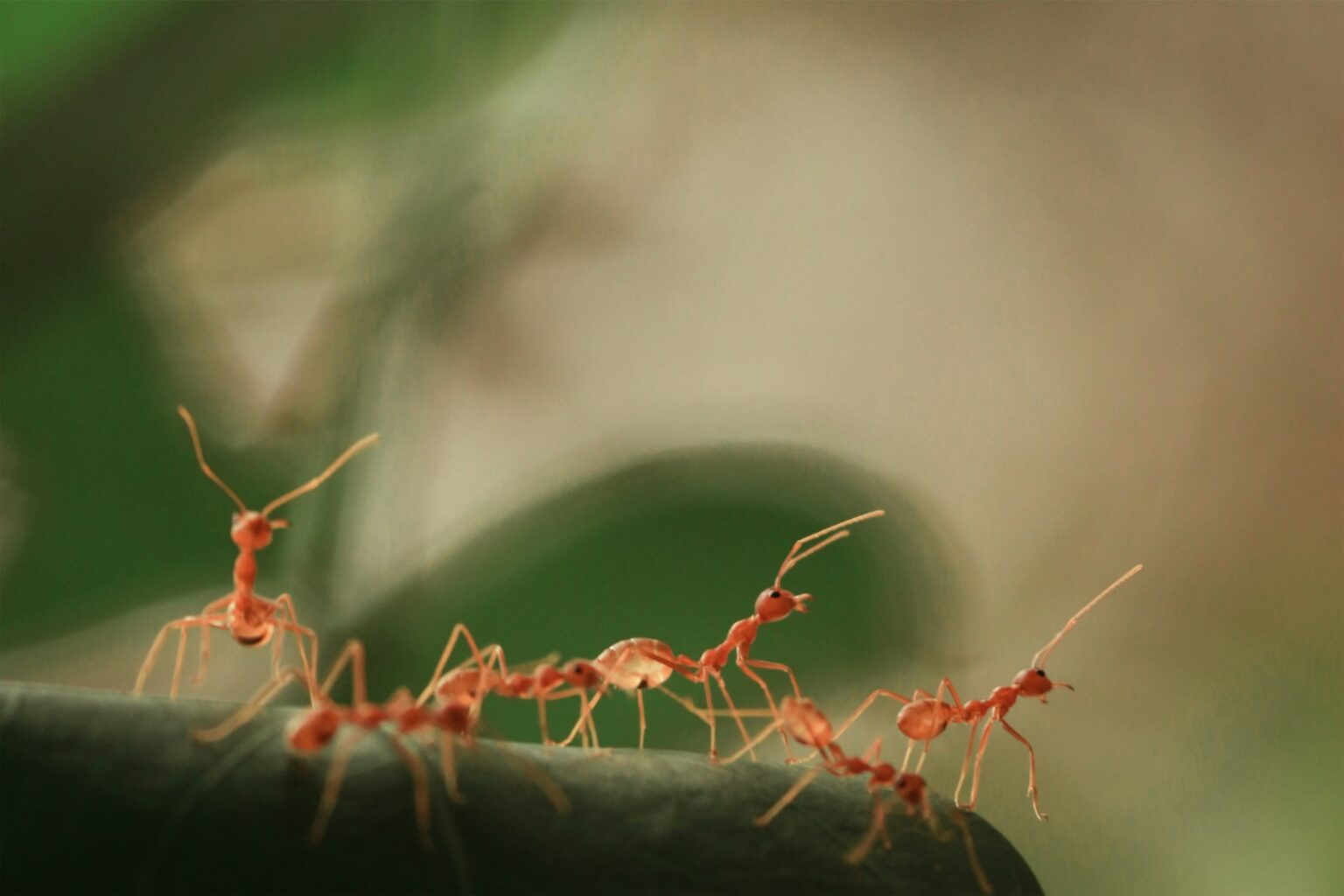 10 Dangerous Insects That Can Damage Your Home (and More) - Resource Buzz